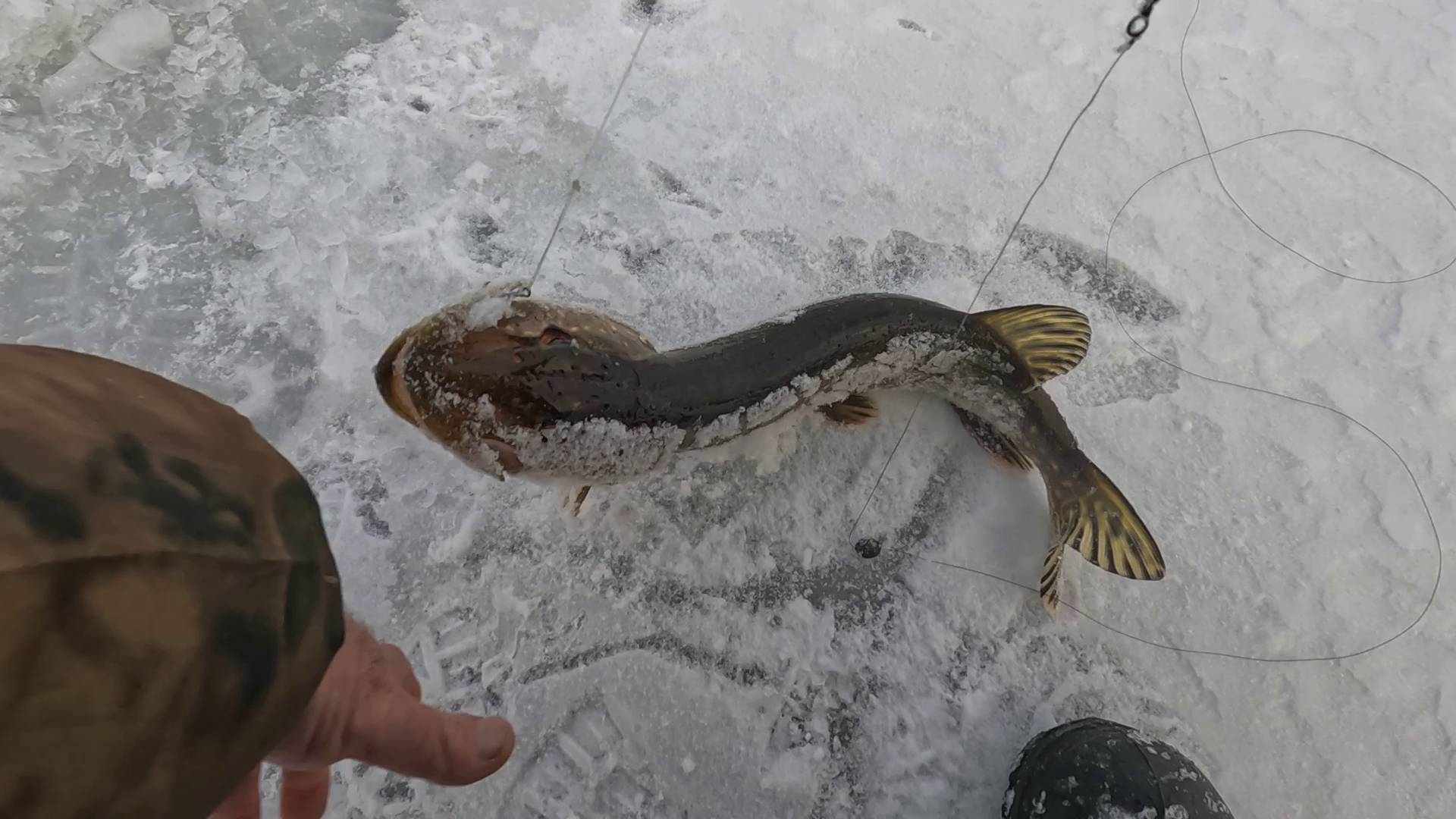 ЧЁРНЫЙ ЛЁД . РЫБЫ СВЕРХУ И ПОД НИМ . Часть 1 .