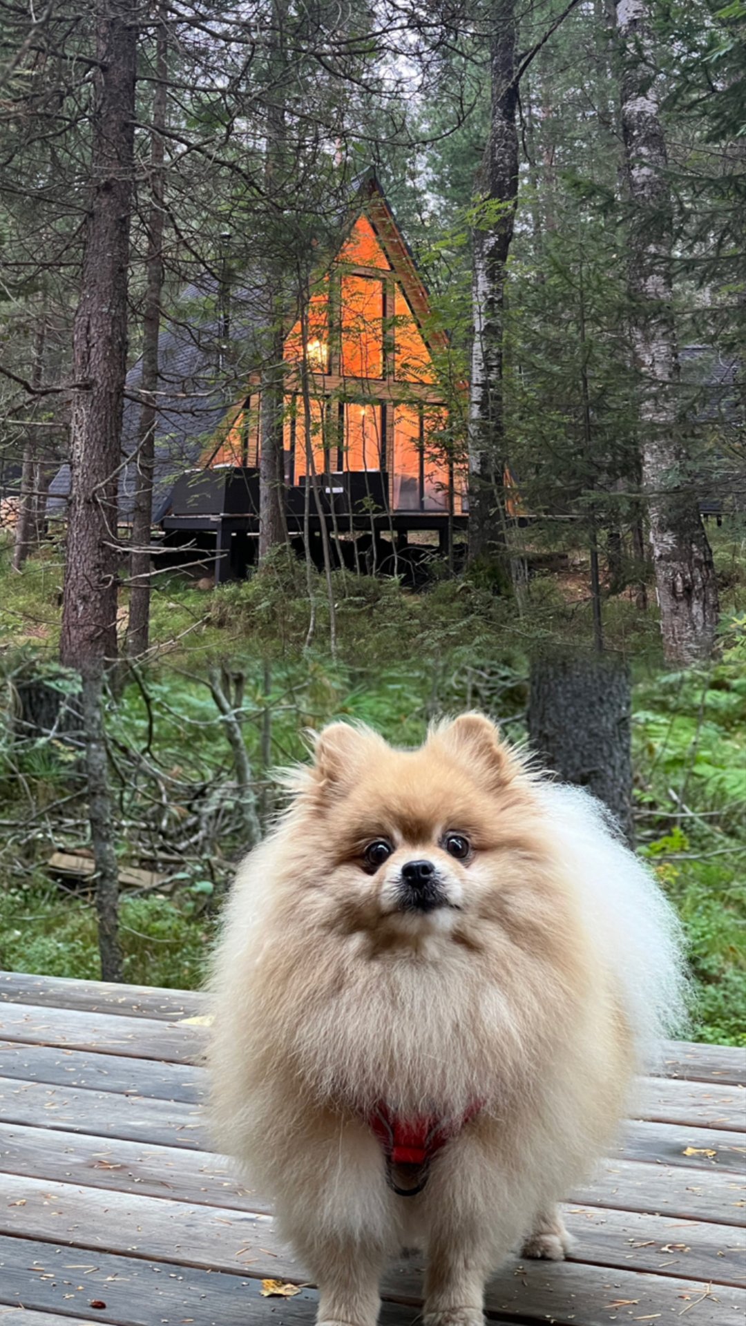 Басе очень комфортно на природе!