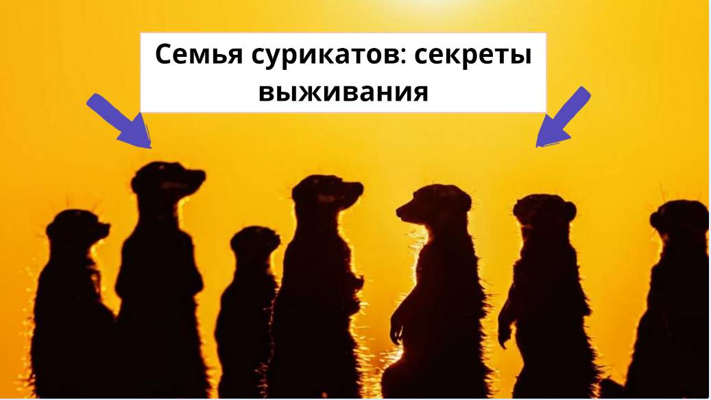 В мире маленьких защитников!