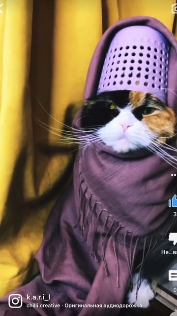 кошка
почему кошка
Хюррем
султан сулейман
сулеймана сулейманова