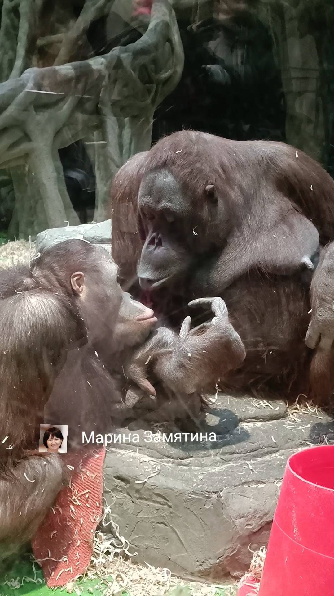Орангутаны мама Личана и сынок Джелай.