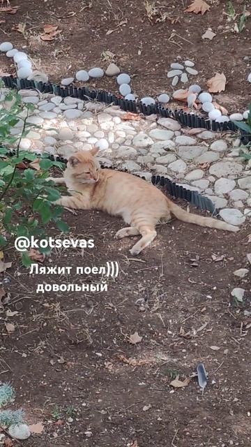 Смена караула, Рыжый заменил Черного #котысевастополя #рыжийкот #котэ #cat