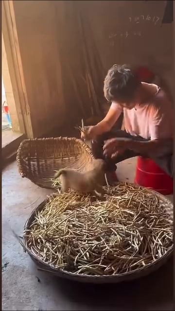 Щенок и старушка