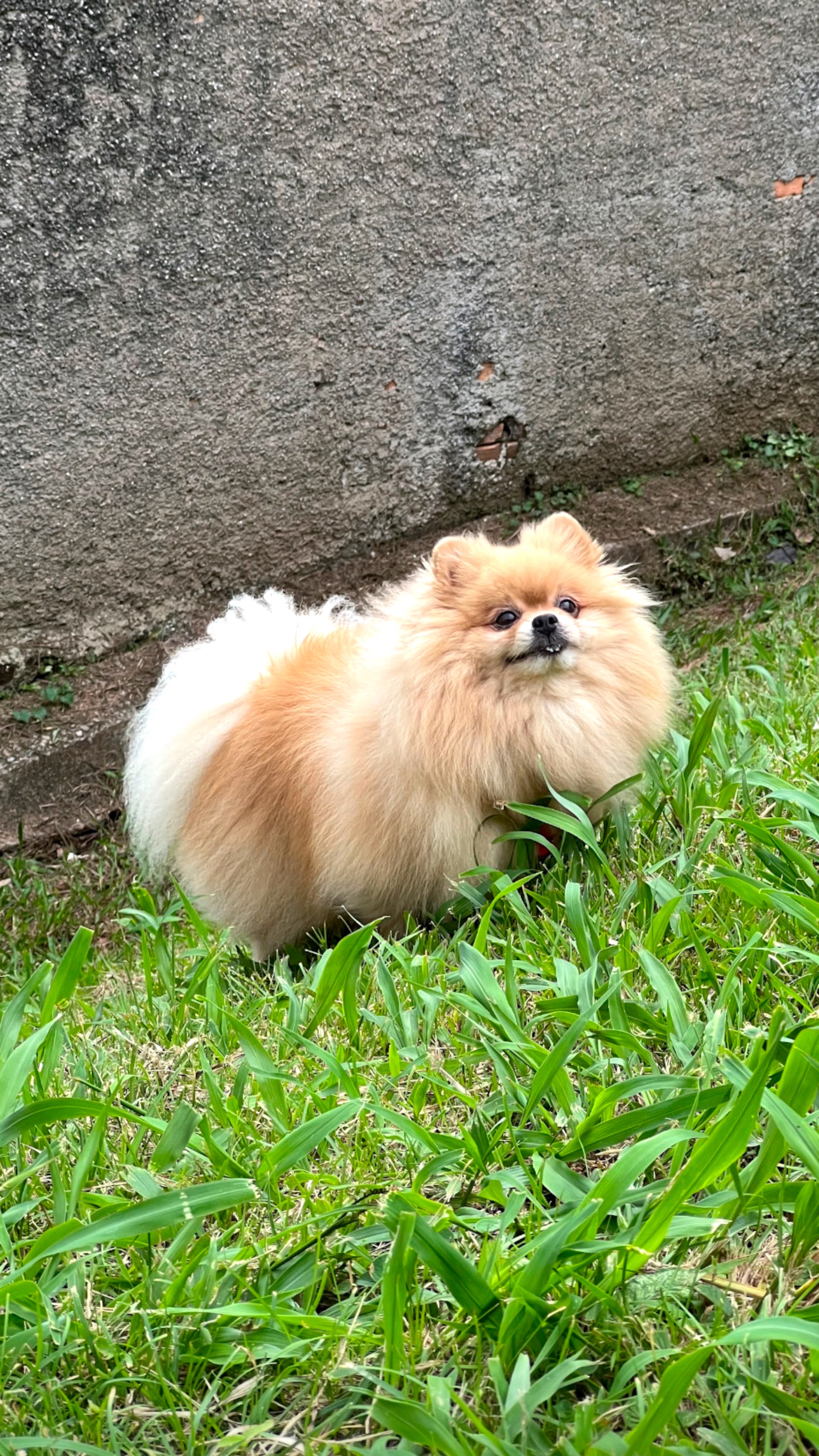 Бася быстро и не очень качественно стрижет газоны!