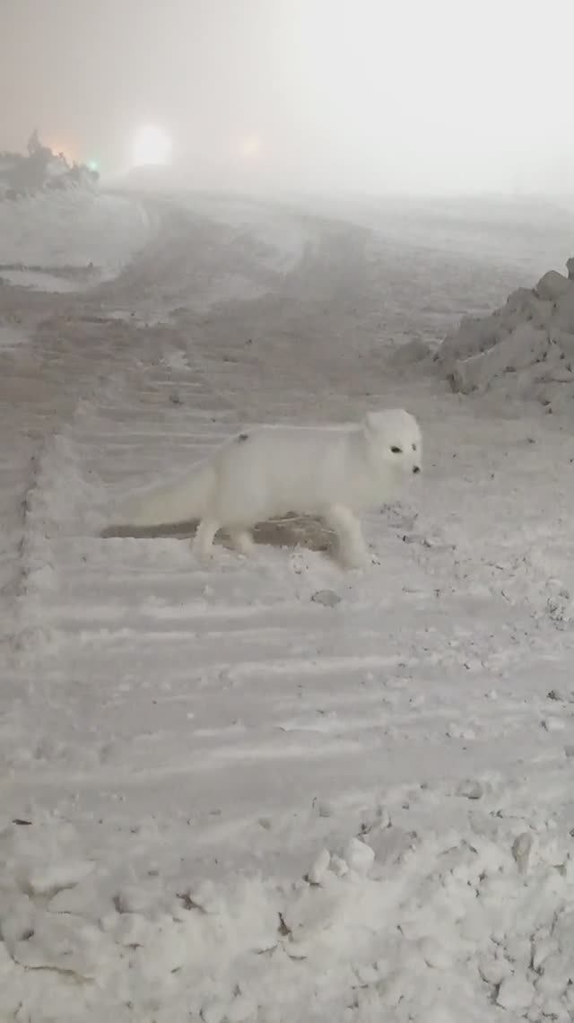 И пришёл писец.