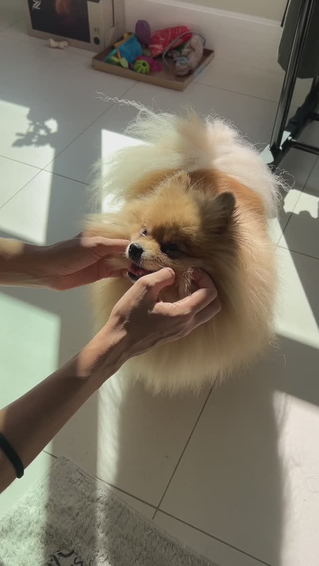 Бася, солнечные ванны и немного рычаний!