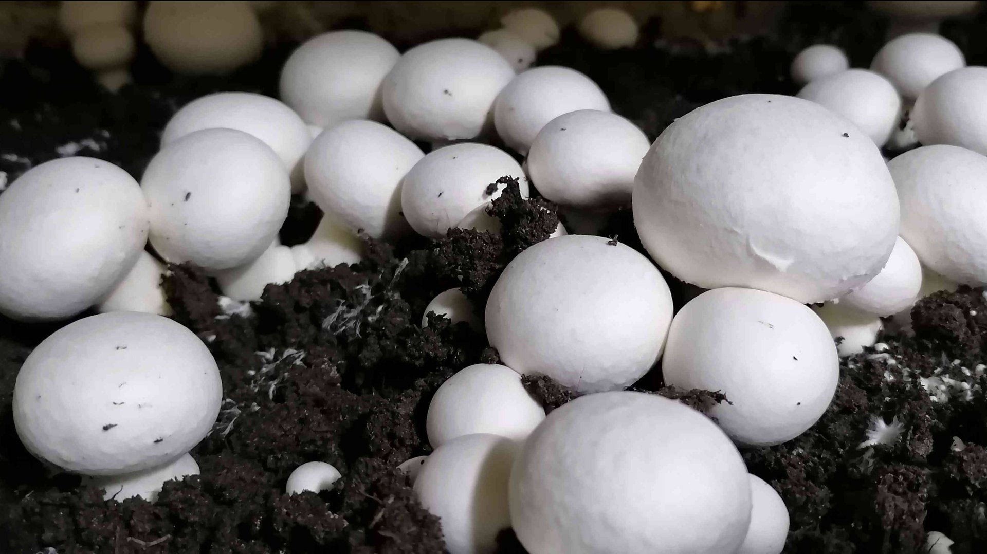 Выращивание грибов Шампиньонов 1 проба