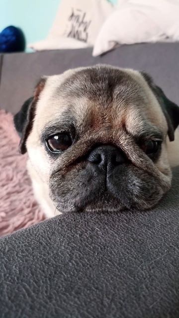 Пусть эти мордочки зарядят вас позитивом на целый день. Буся и Челси.