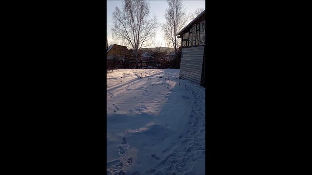 Собака. Овчарка. Том