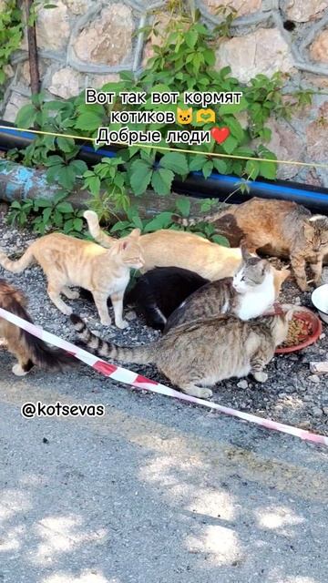 Сколько насчитали?) #КотыСевастополя #котята