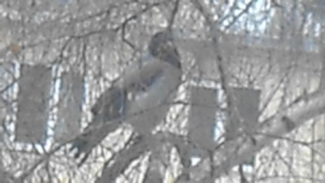 Гордая суровая молчаливая ворона. Крупным планом 54687635