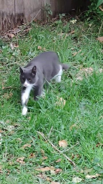 Кошечки и Коты☺️ #cat  #котысевастополя