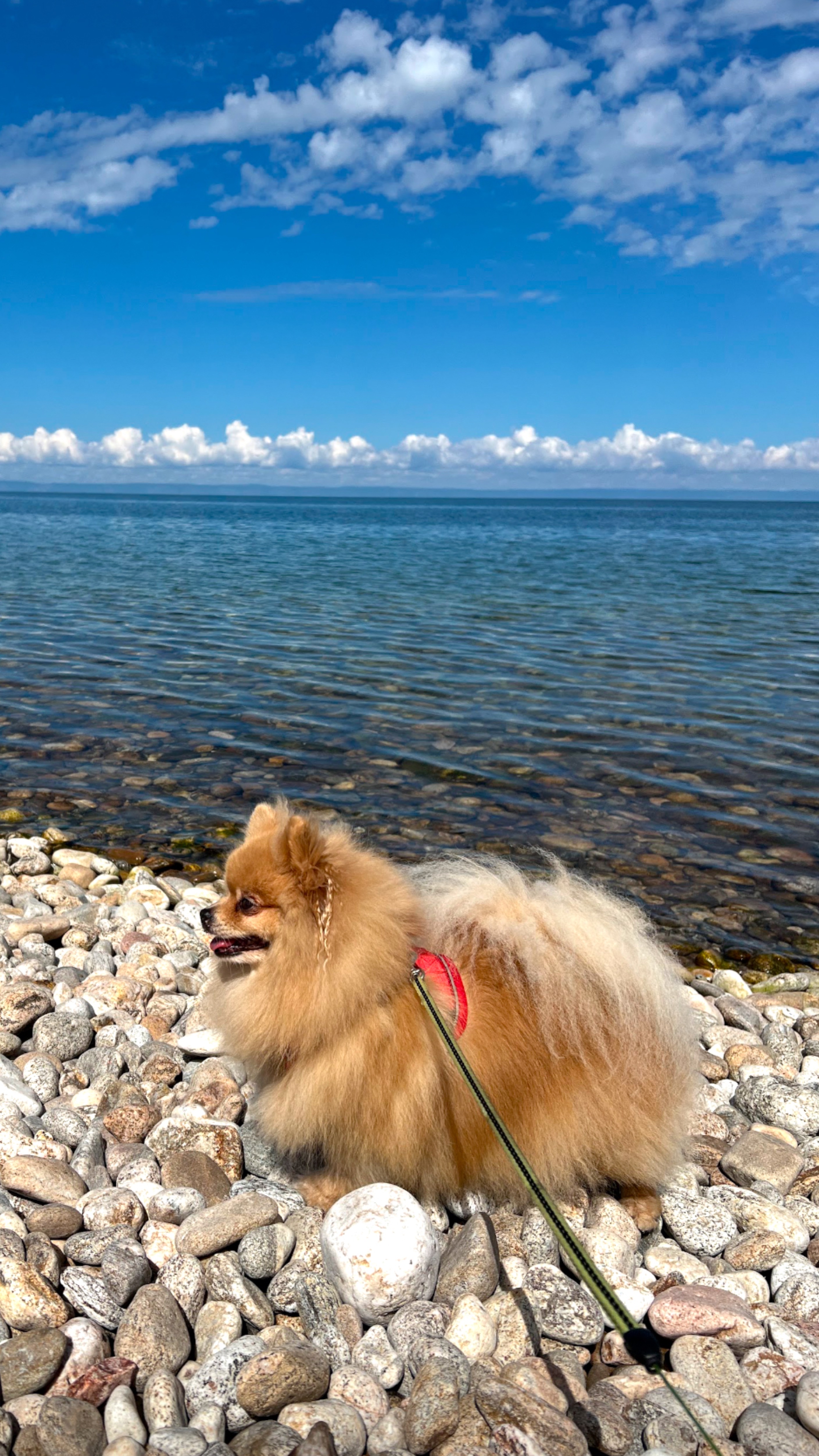 Басенька обожает гулять на природе!