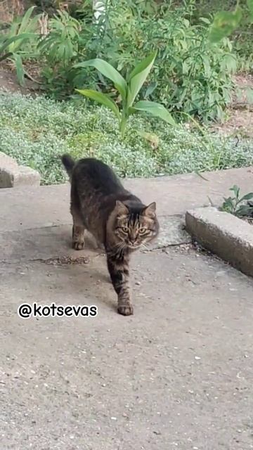 #котысевастополя #cat #кот #animals