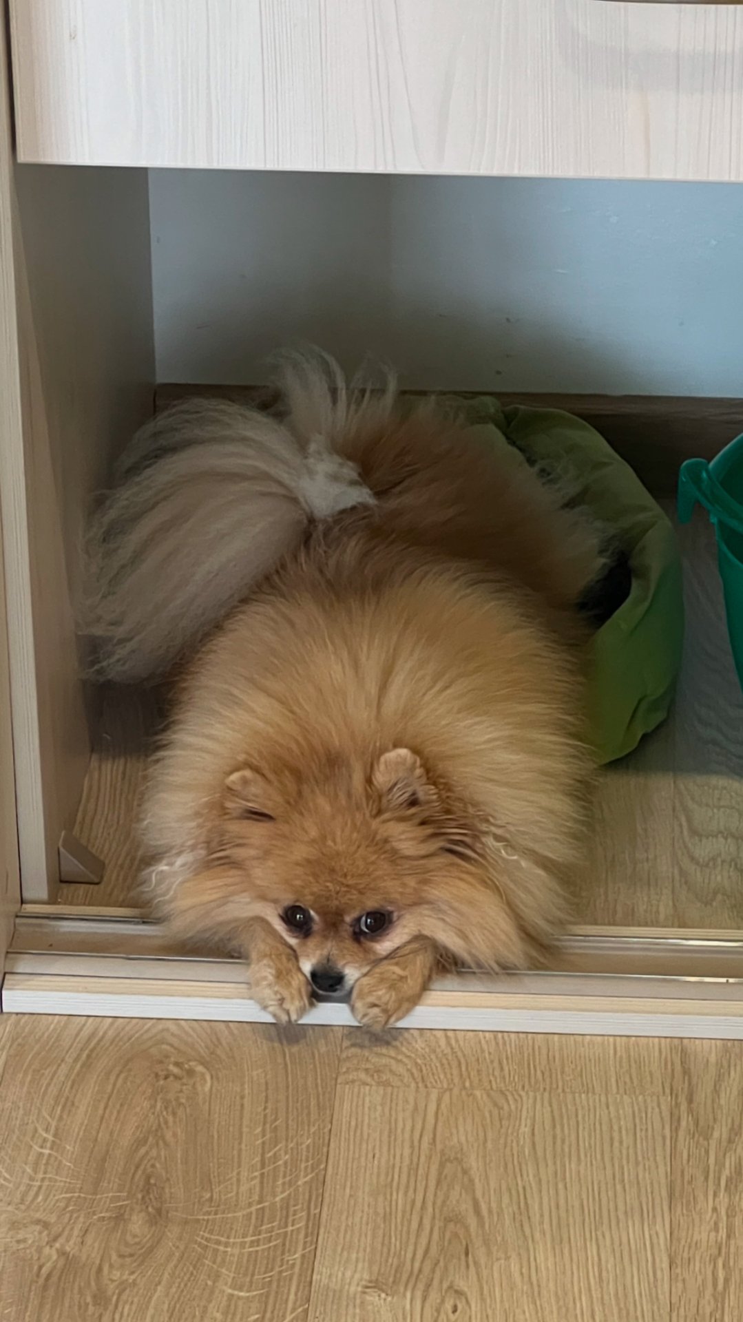 Бася придумала новое место для домика!