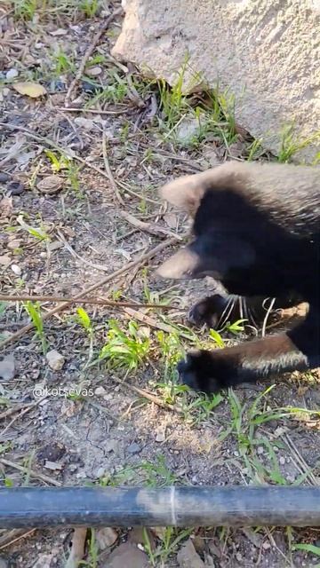 В сад пришёл Чёрный игривый кот)) поел и как давай играть)))) #котысевастополя #cat