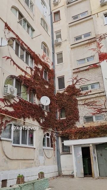 Посмотрите как же красивоооо Девичий виноград ползёт по многоэтажке  #девичийвиноградосенью