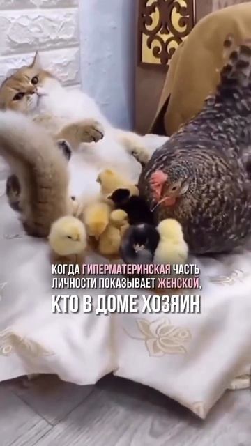 Взаимодействие женского и гиперматеринского ❤️❤️❤️