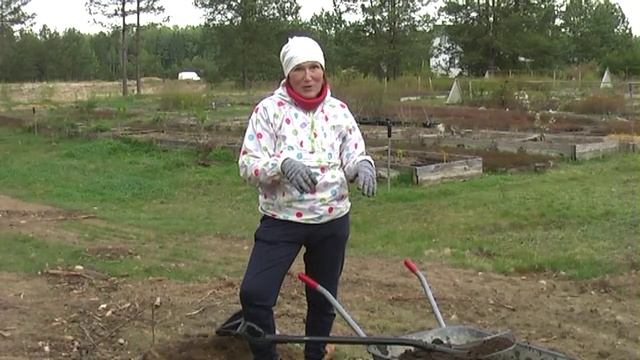 Как посадить вишню по принципу пермакультуры