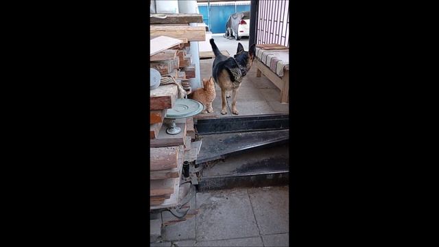 Кот. Собака. Коты и Том