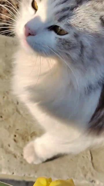 Кошечка из Евпатории