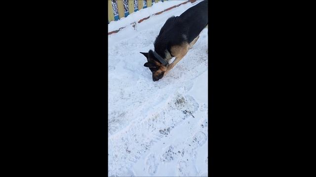 Собака. Том.