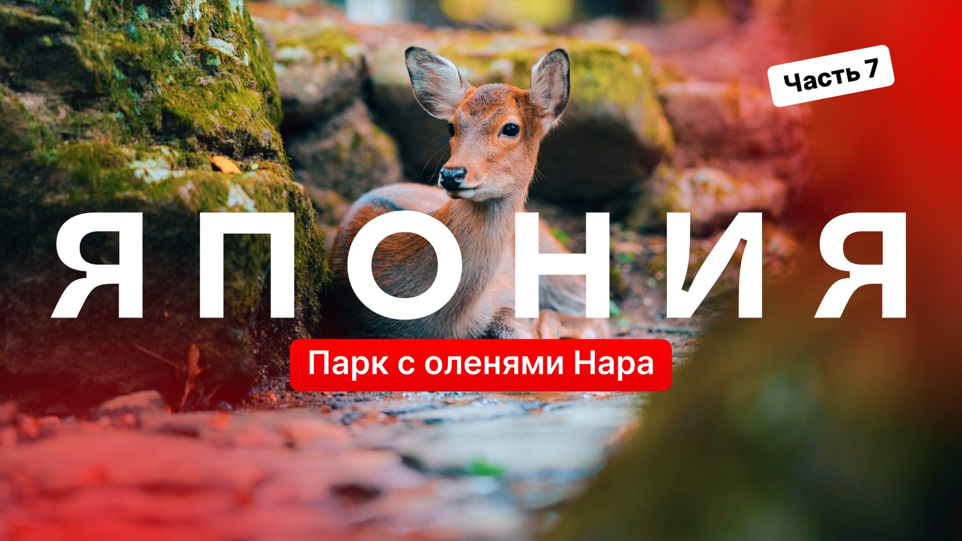 Нара, парк с 1000+ оленей — Нара, Япония. Часть 7