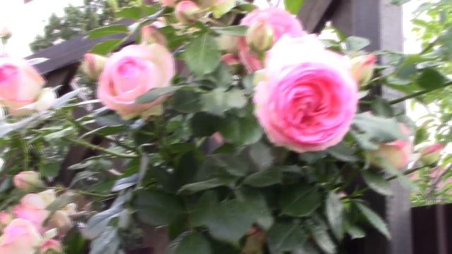 Плетистая роза Эден Роуз  / Пьер де Ронсар /