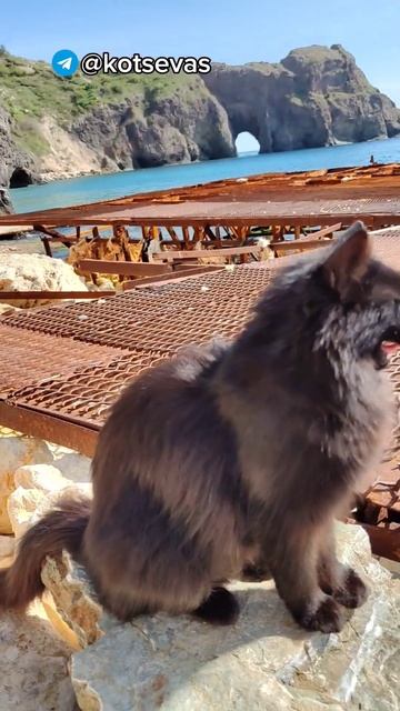 Кошечка красавица, живущая у грота Дианы #КотыСевастополя #Чернаякошка