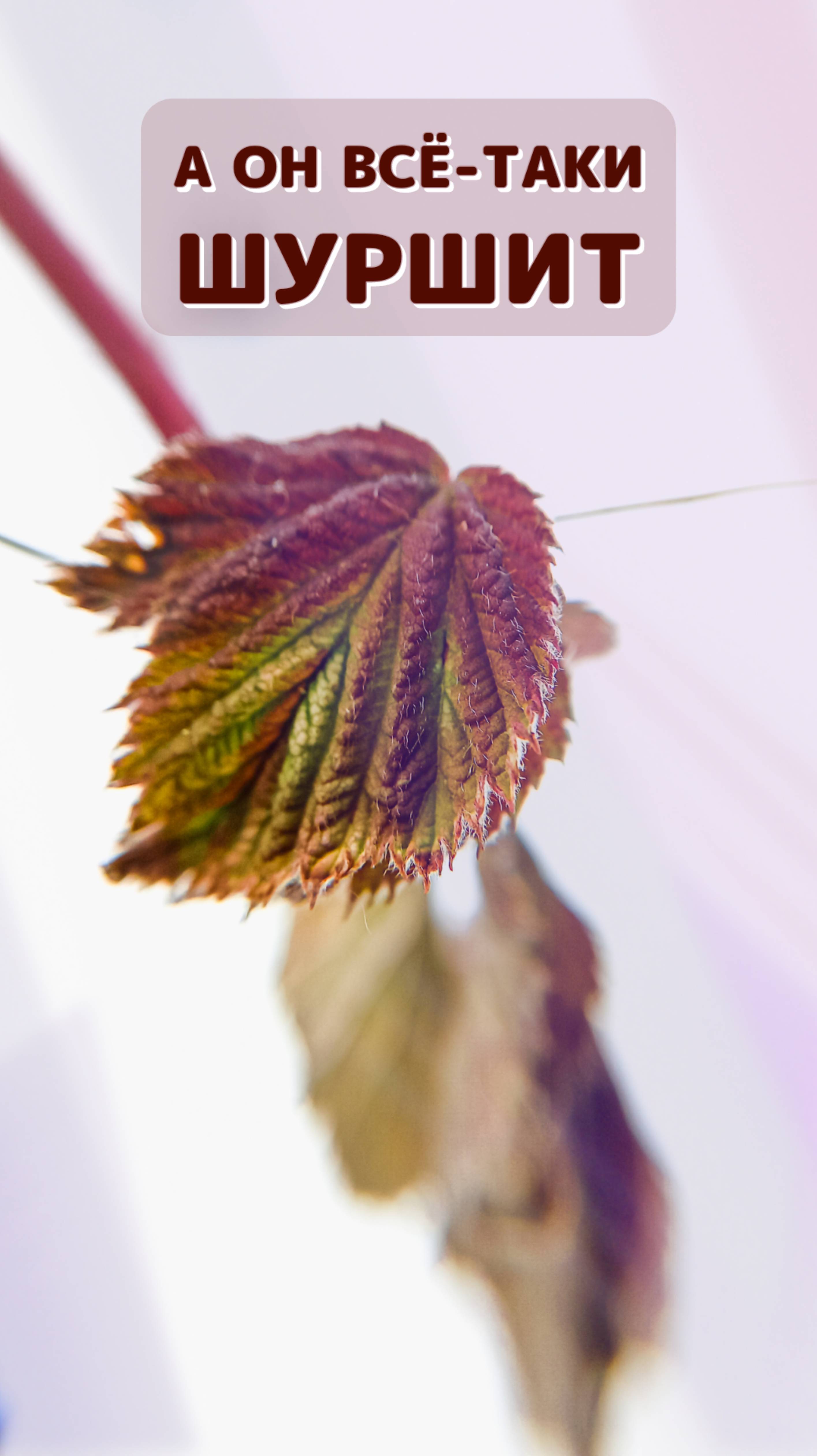 А он всё-таки шуршит! #shorts