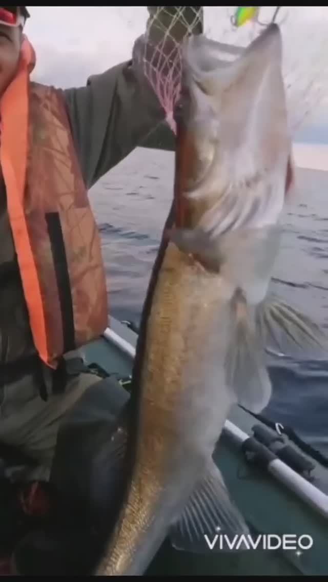 Щуки,судаки✌️