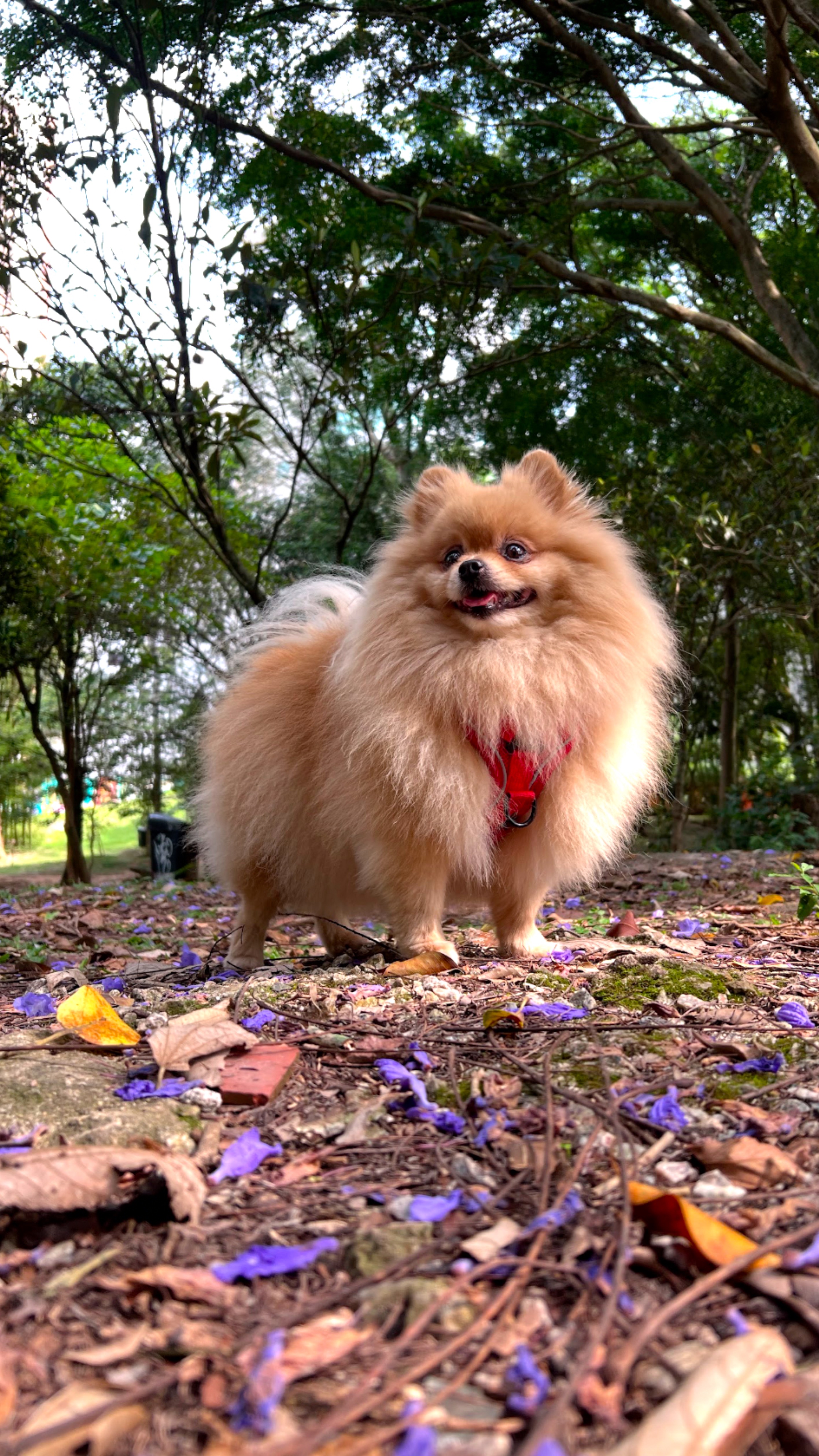 Как Бася реагирует на пристегивание поводка?