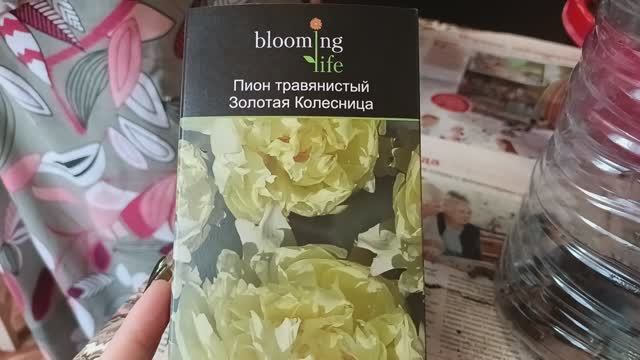 Распаковываем и сажаем пион Золотая Колесница. Февраль 2025 год. Как сохранить проснувшись пион