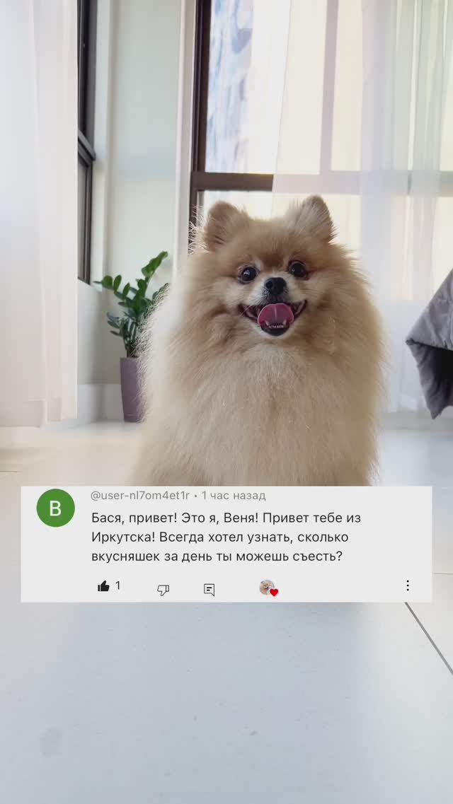 Сколько вкусняшек за день может съесть Бася?