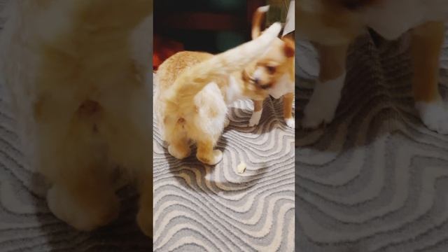 Лютик и яблочко