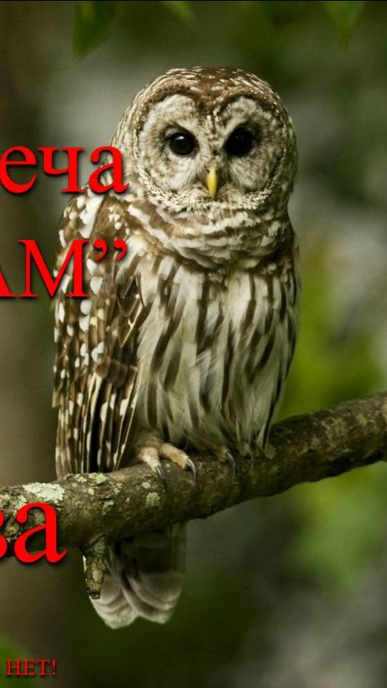 Гостевая встреча команды 1ТЕАМ. Елена Комиссарова 04.02.2025