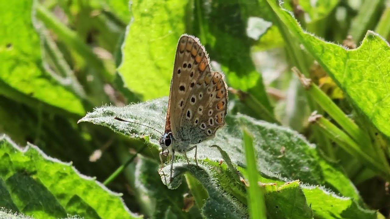 Бабачка  голубянка