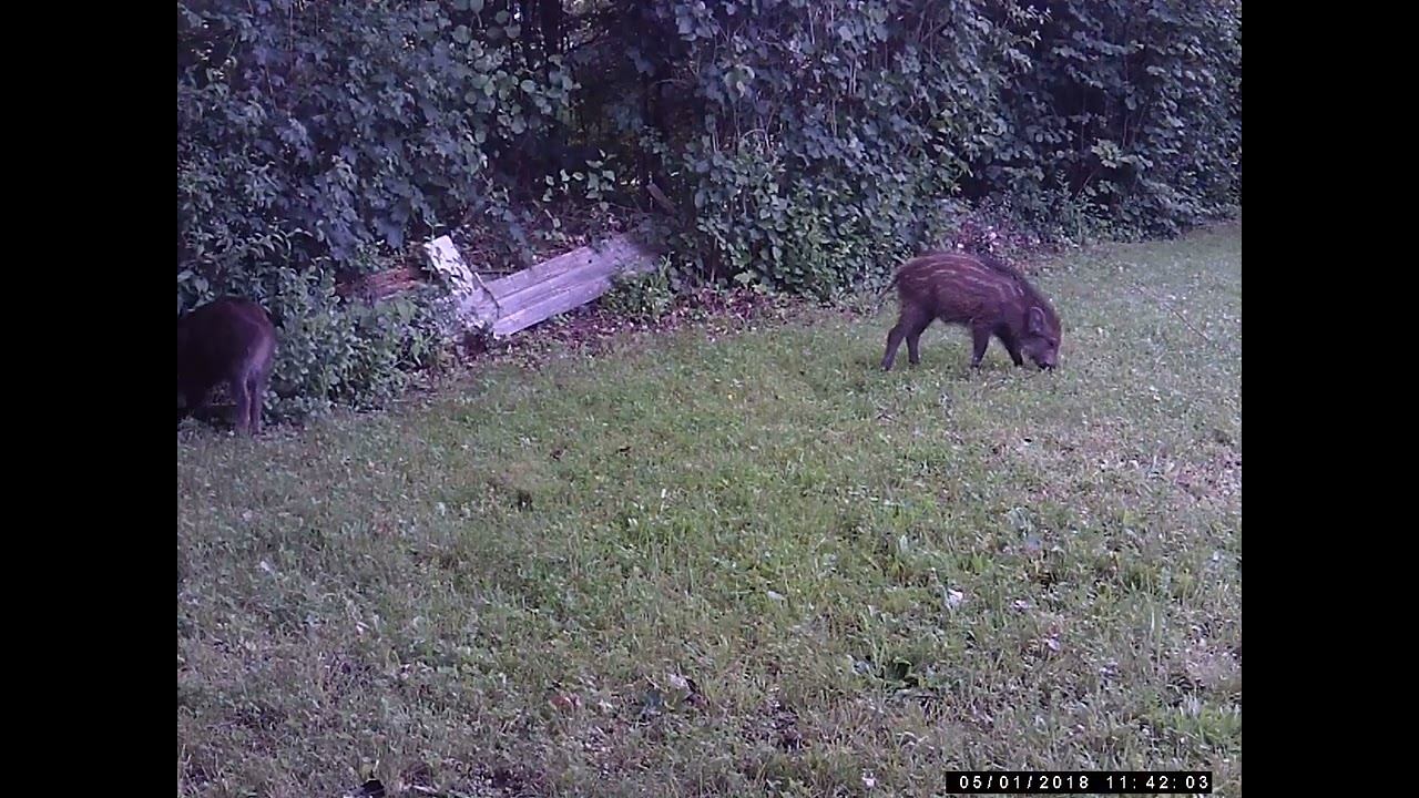 Дикие кабанчикино не в лесу...9ч.