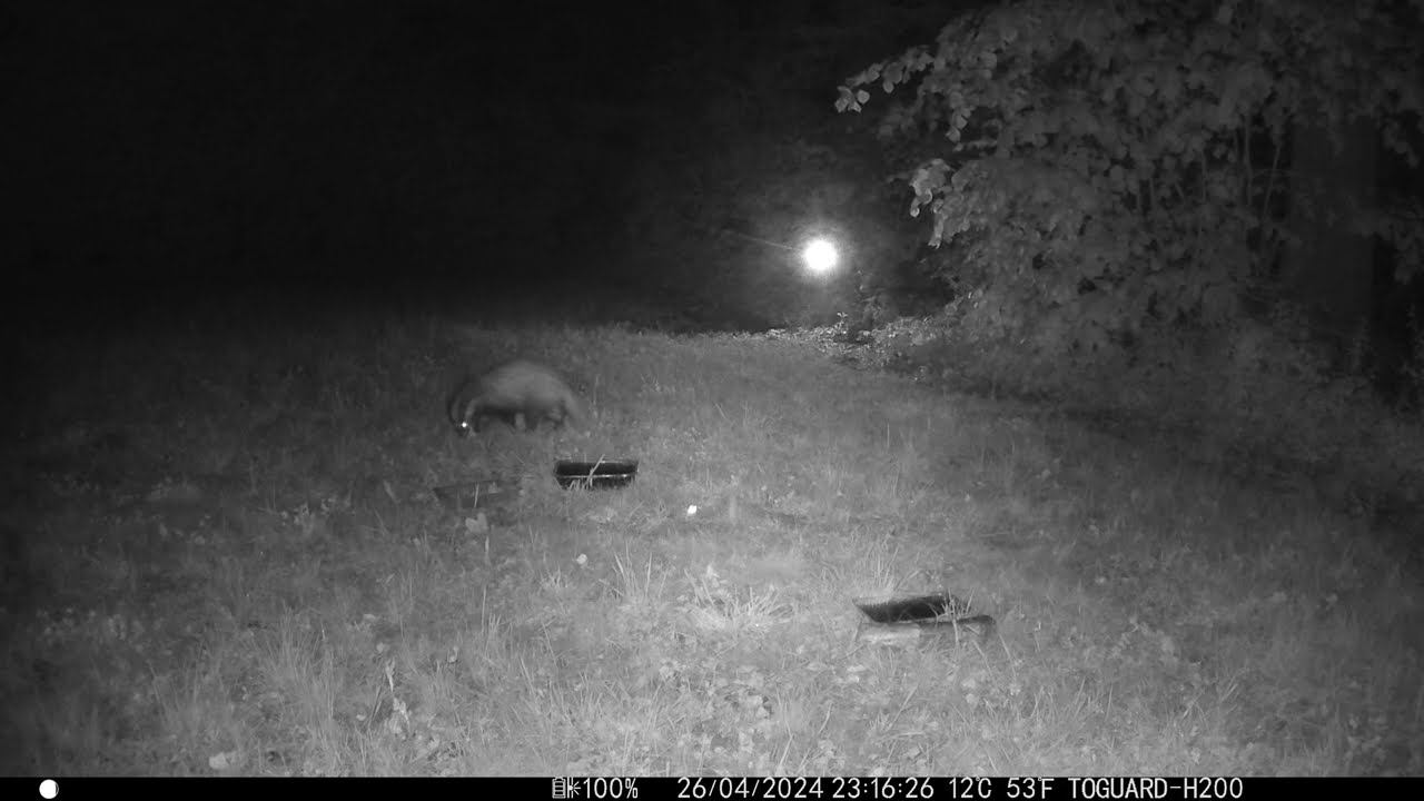 Барсук, ночь и кто-то  в зарослях....