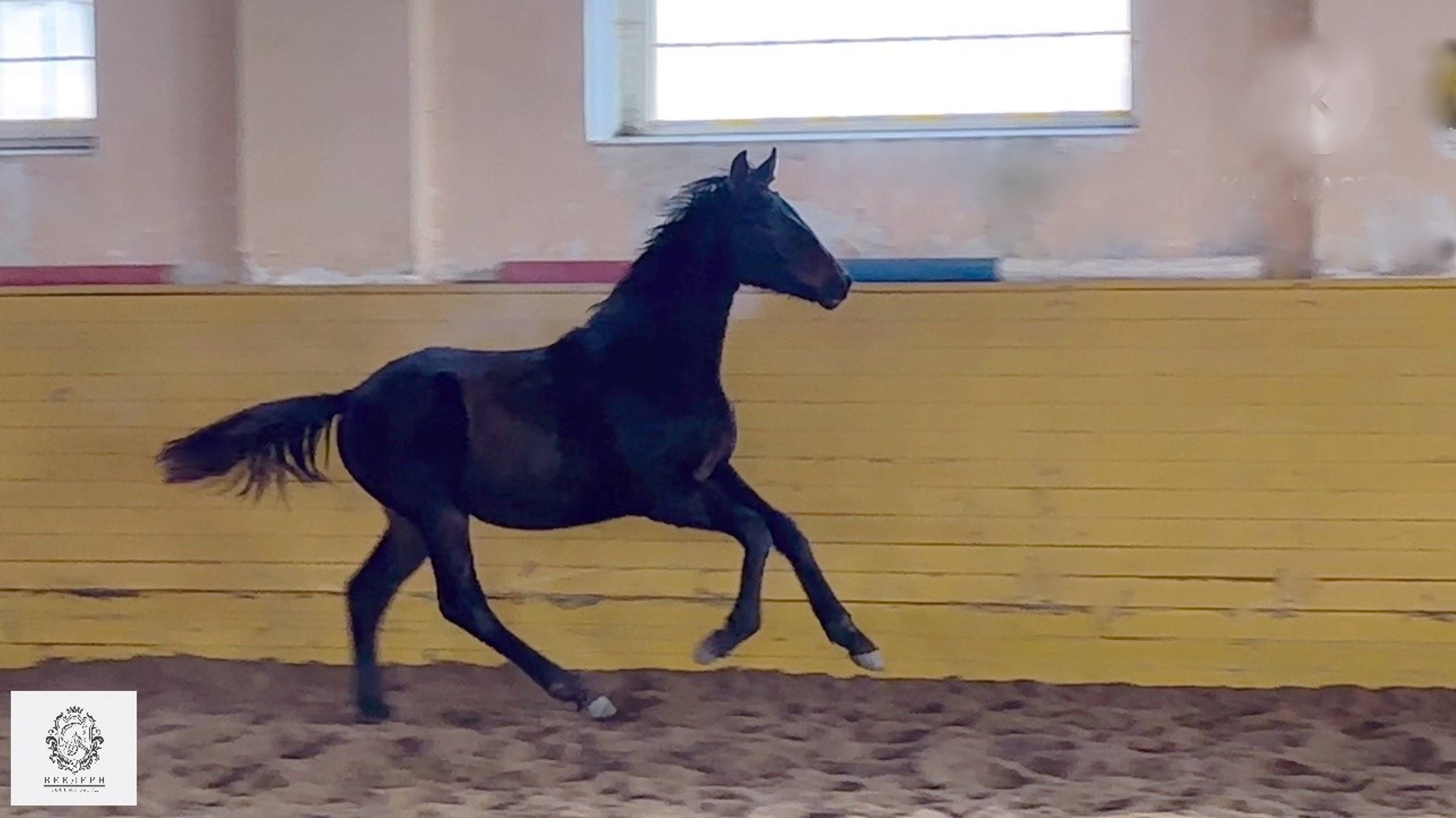 Жеребец ДАВЛАД ХИТ WD, 2024 г.р.  #внукиDantanderHit