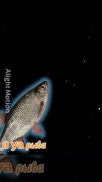 гача маме [gacha meme] a ya рыба
ОПИСАНИЕ