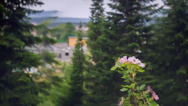 Природа | Нижний Тагил | 2018