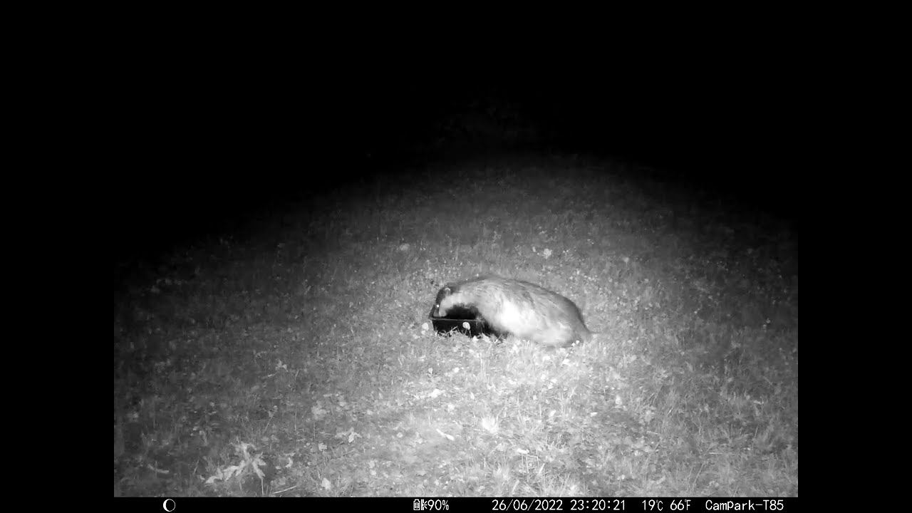 Барсук, купание при дожде