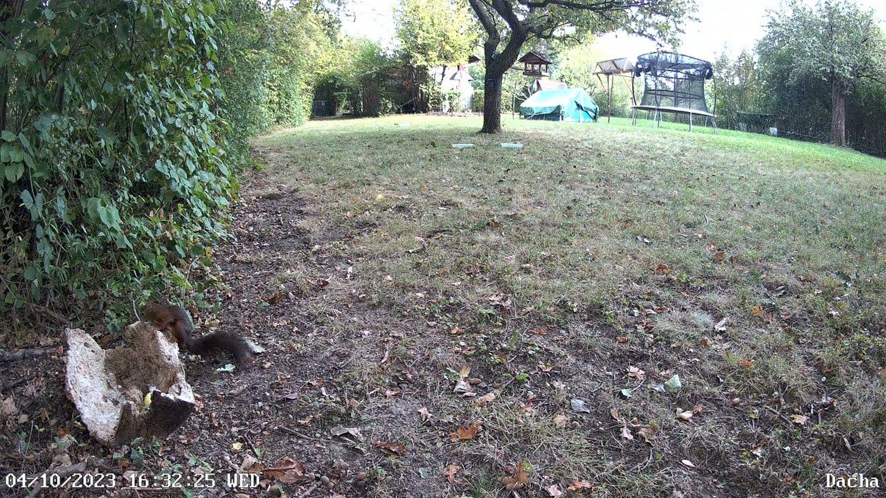 Белка на пне