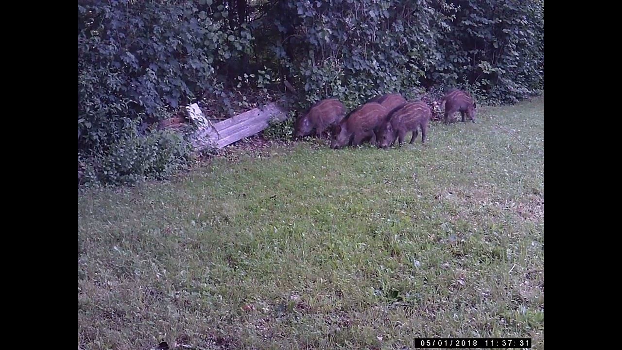 Дикие кабанчикино не в лесу...7ч.