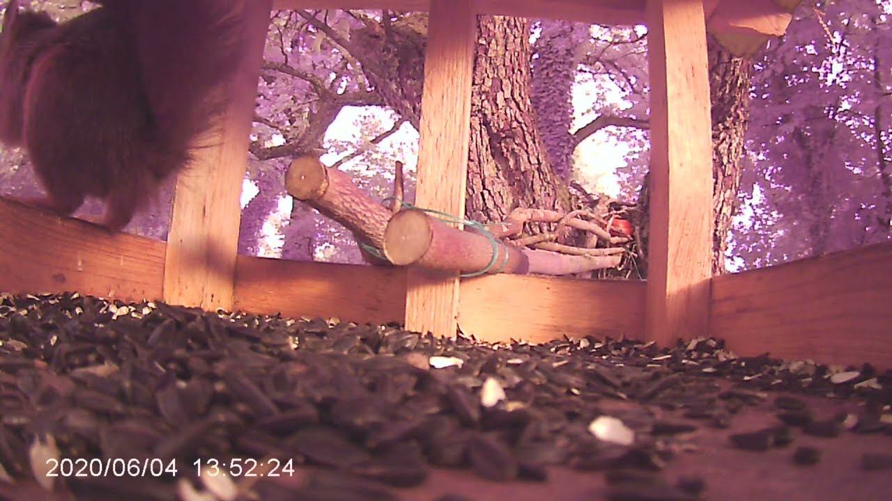 Белка в кормушке, 2 часть.