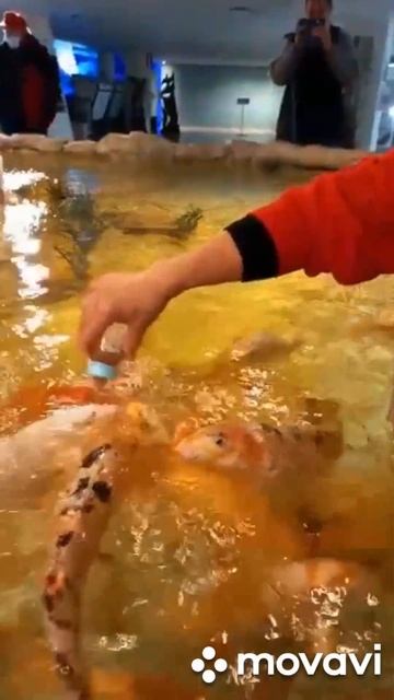 Кормилица.Релаксация.