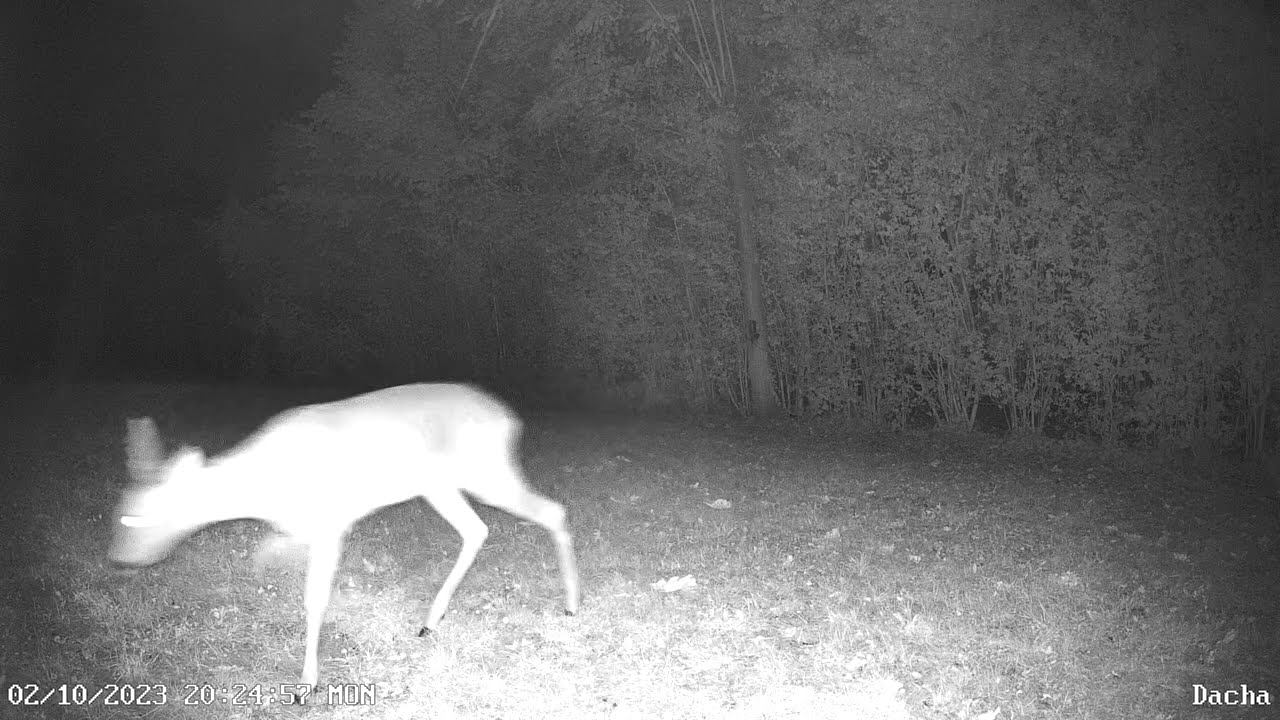 косуля в ночи