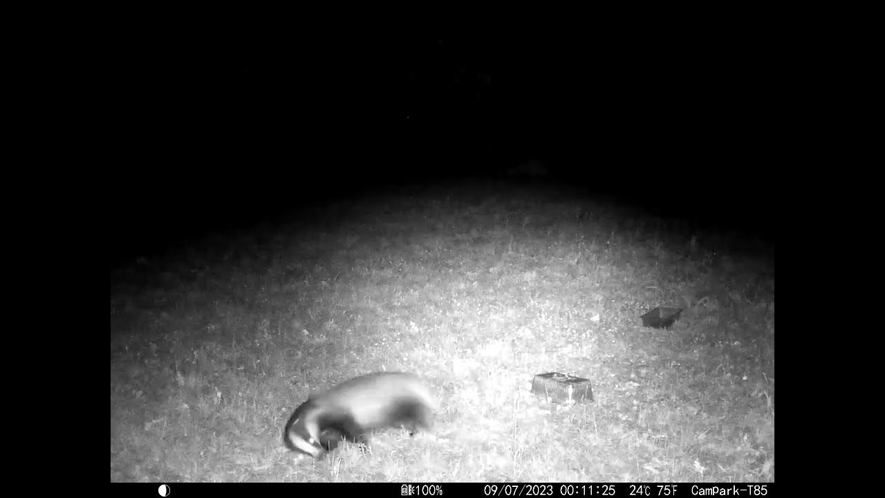 Барсук, уставший...