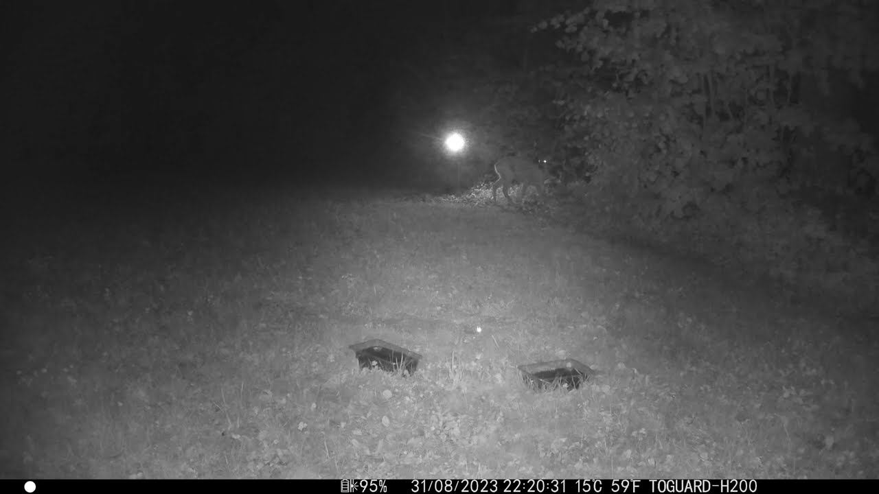 Косуля и кот неожиданно